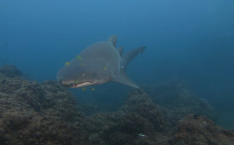 The Best Shark Attack Movies, Ranked